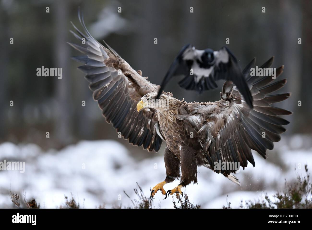 White tailed eagle landing, birds escape Stock Photo - Alamy