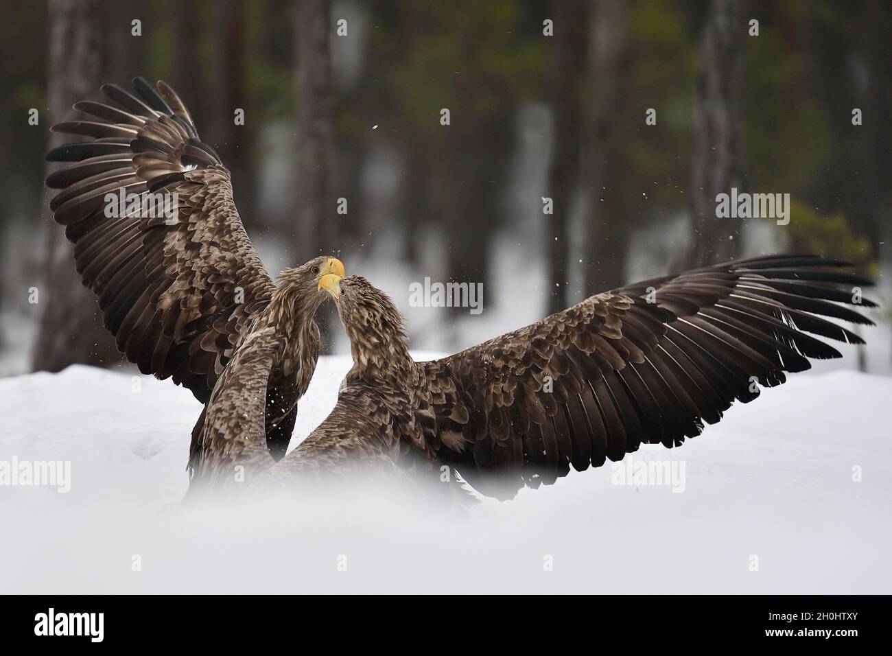 Eagles fighting. Eagle fight. Bird fight Stock Photo - Alamy