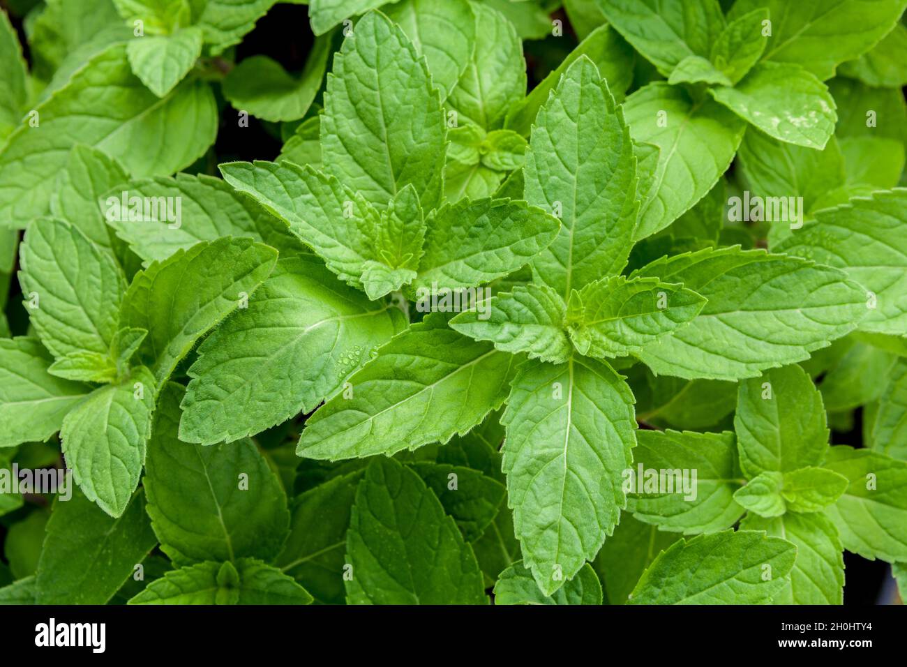 Closeup fresh growing peppermint leaves at vegetable garden Stock Photo ...