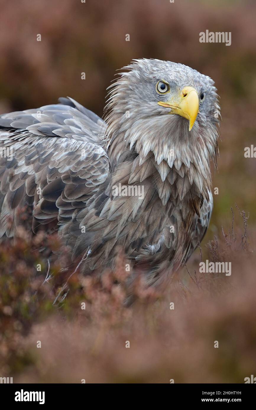 White-tailed Eagle in autumn colors. Eagle in autumn bog Stock Photo ...