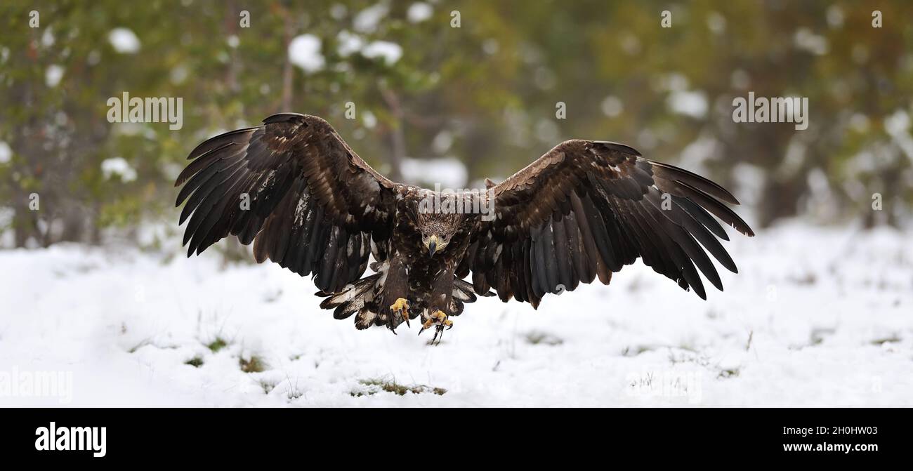 Golden Eagle Attacks Human