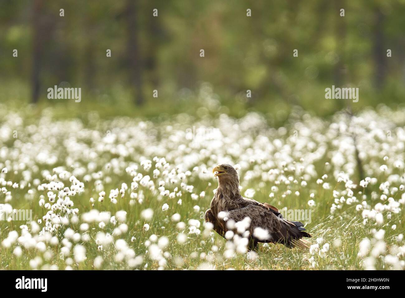 White-tailed eagle in the bog with blossoming cotton grass. Eagle at ...