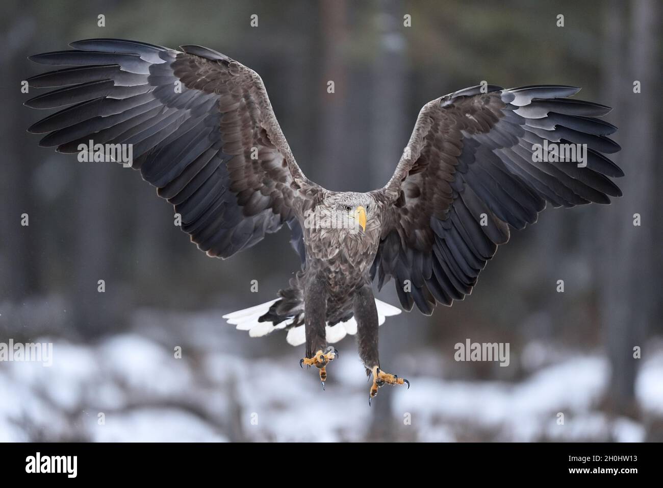 White-tailed eagle in flight talons in front. Bird of prey Stock Photo ...
