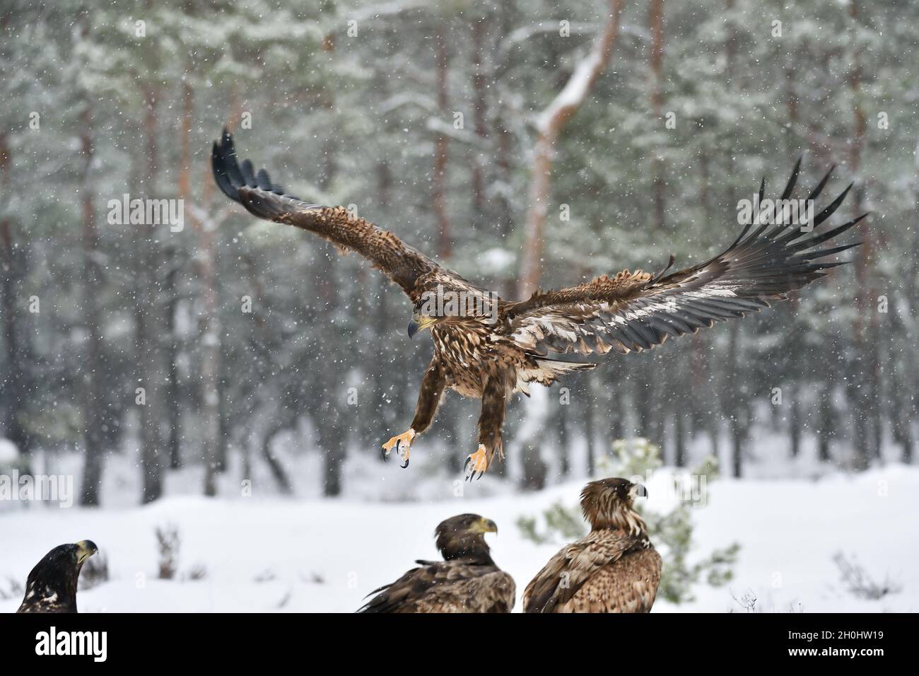 Eagle approaching, eagle arrival, eagle landing. Bird of prey: White ...