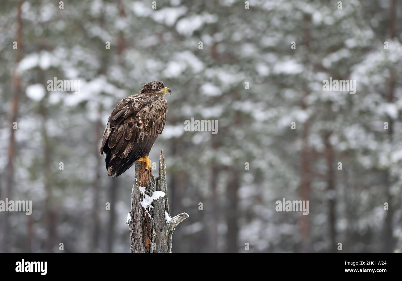 Eagle in a forest landscape in winter Stock Photo - Alamy