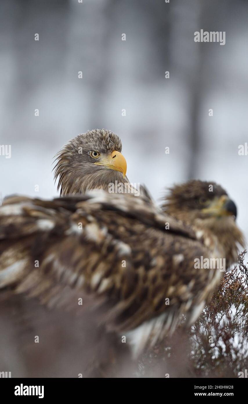 Adult face hi-res stock photography and images - Alamy