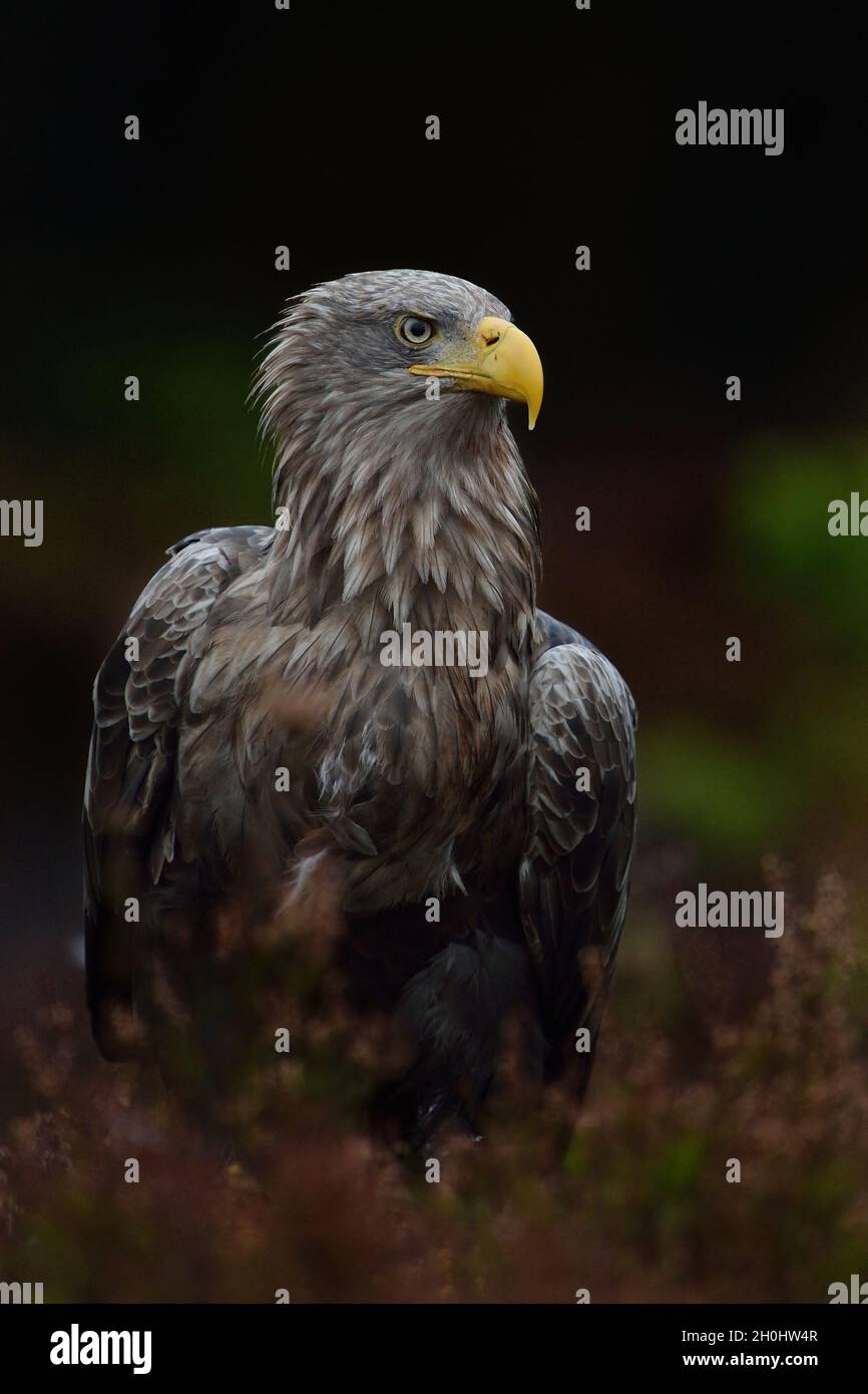 White-tailed eagle (Haliaeetus albicilla) in dark background. White ...