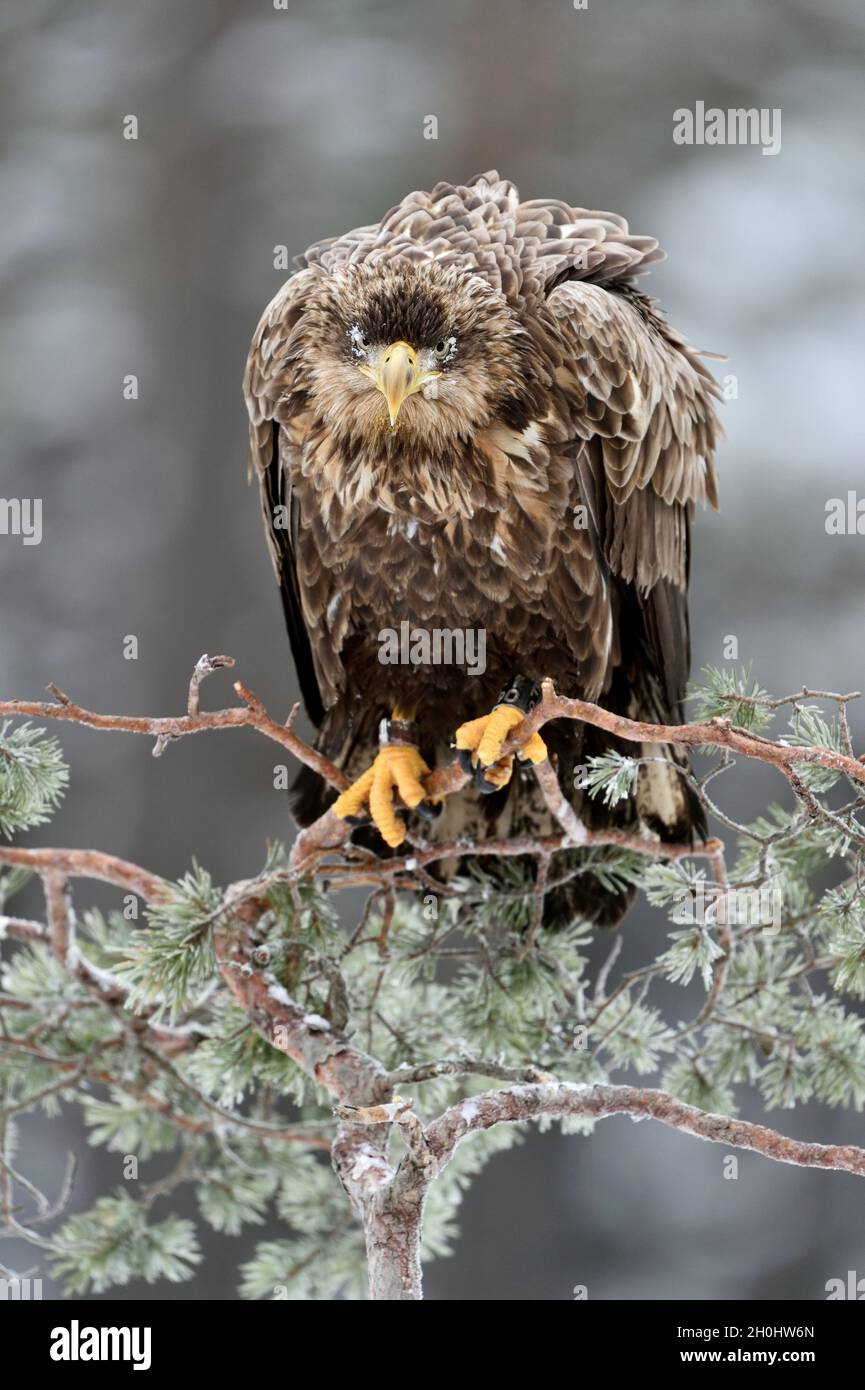 White tailed eagle on tree hi-res stock photography and images - Alamy