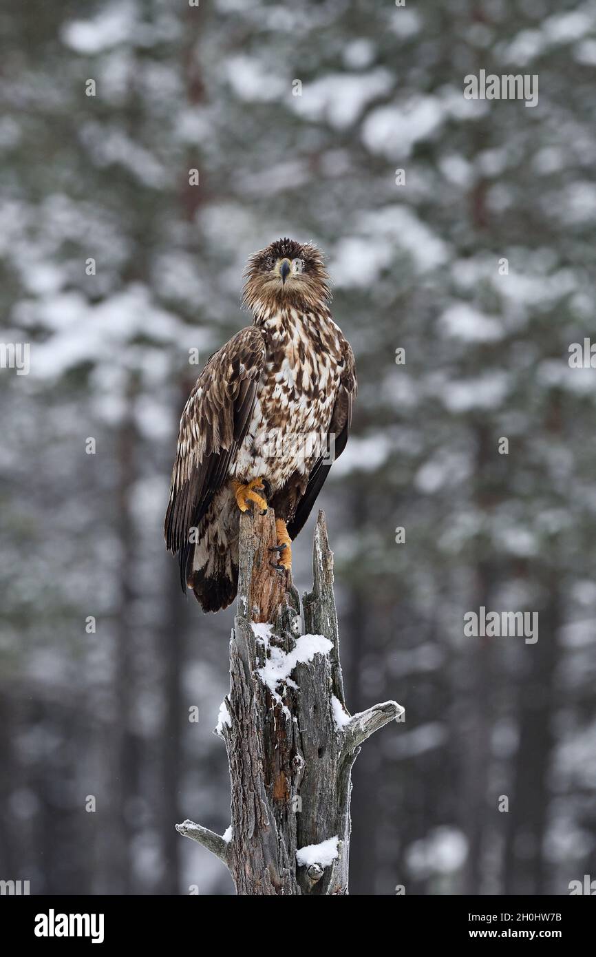 White tailed eagle on tree hi-res stock photography and images - Alamy