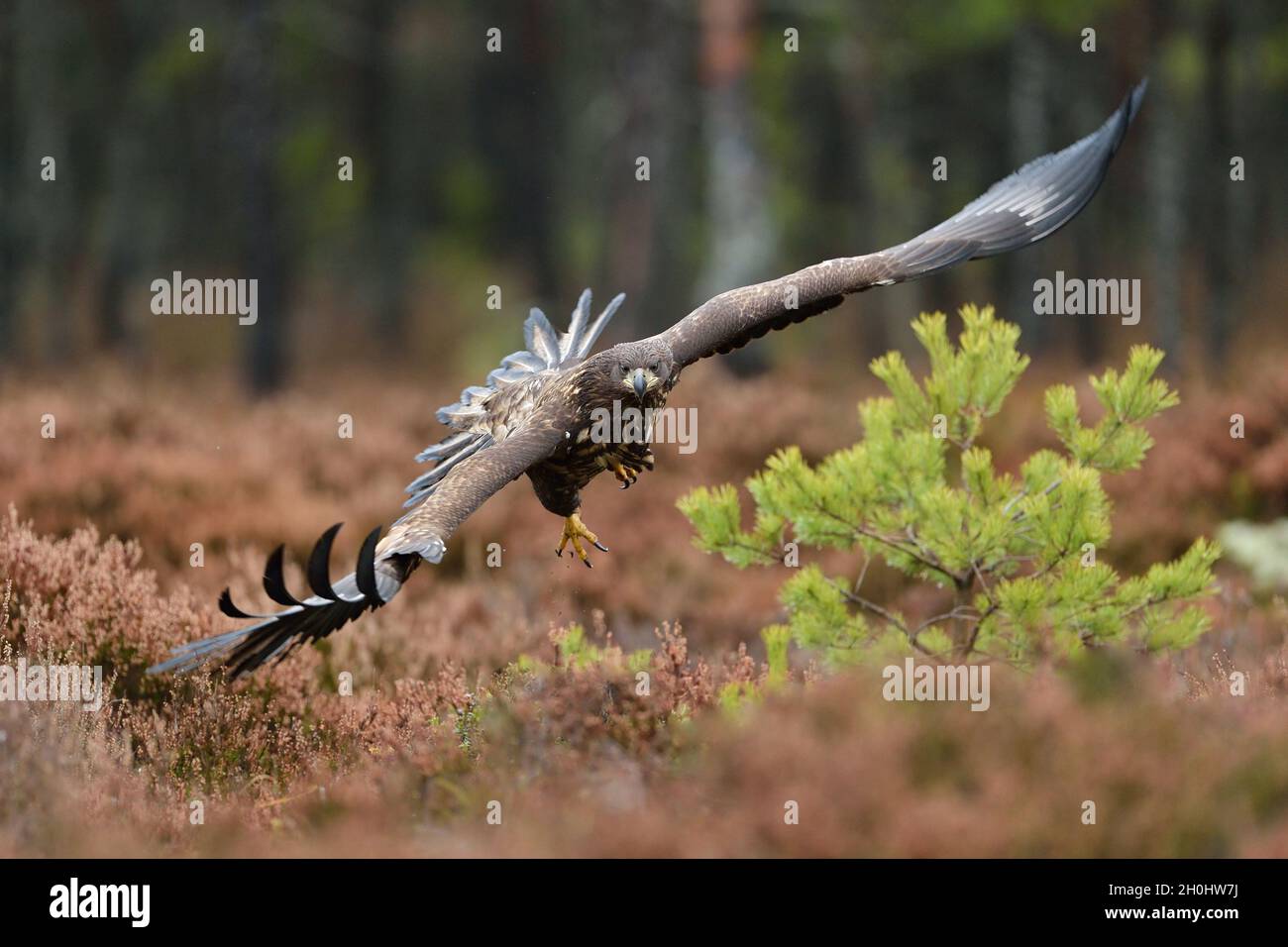 Eagle in flight Stock Photo - Alamy