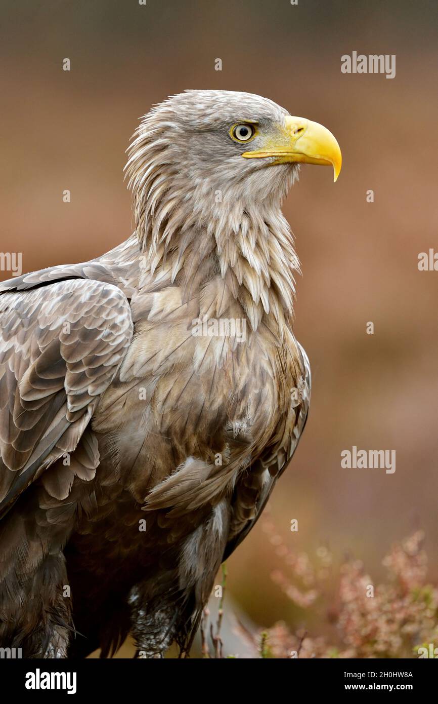 white-tailed eagle portrait in the bog Stock Photo - Alamy