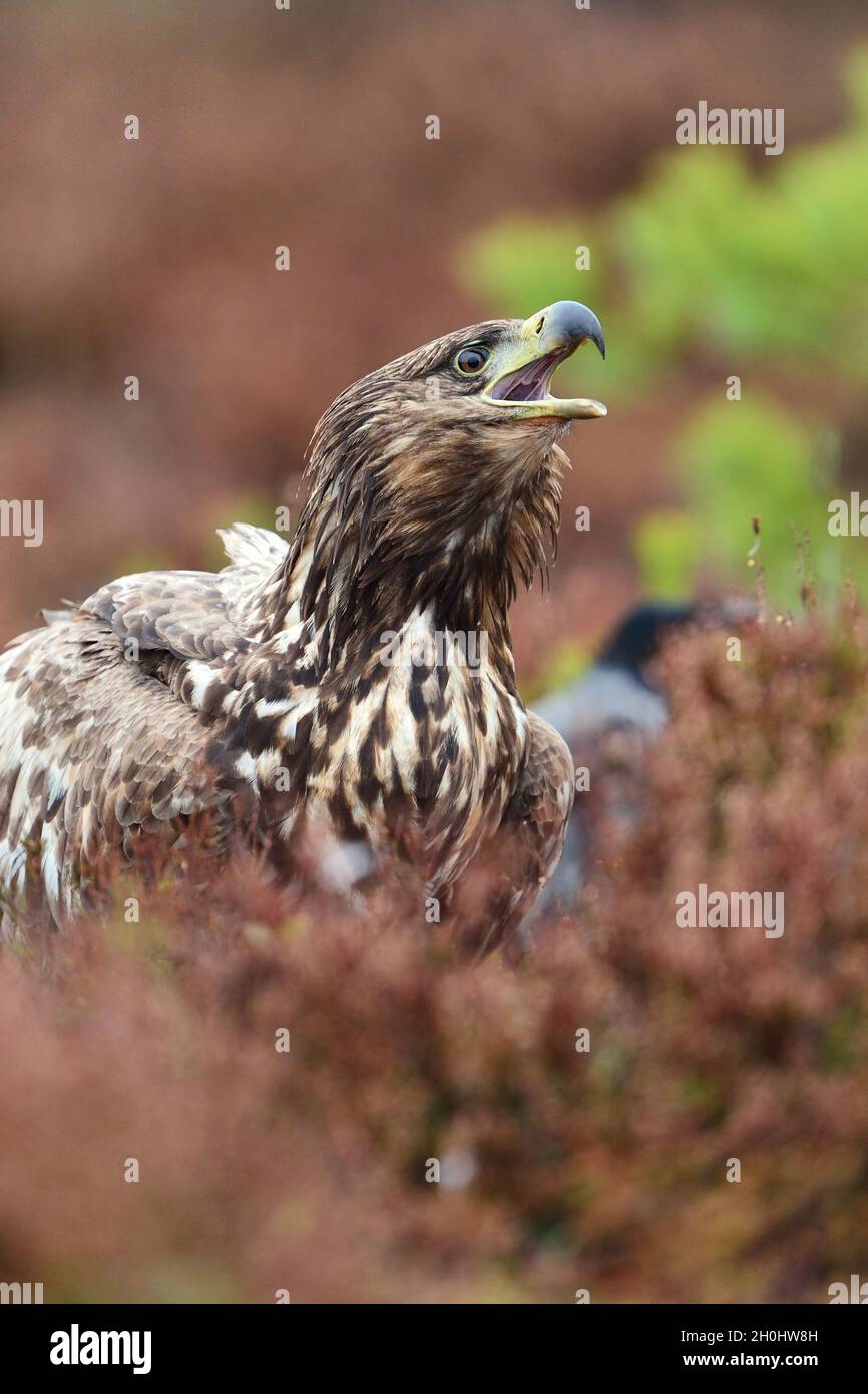 Active calling hi-res stock photography and images - Alamy