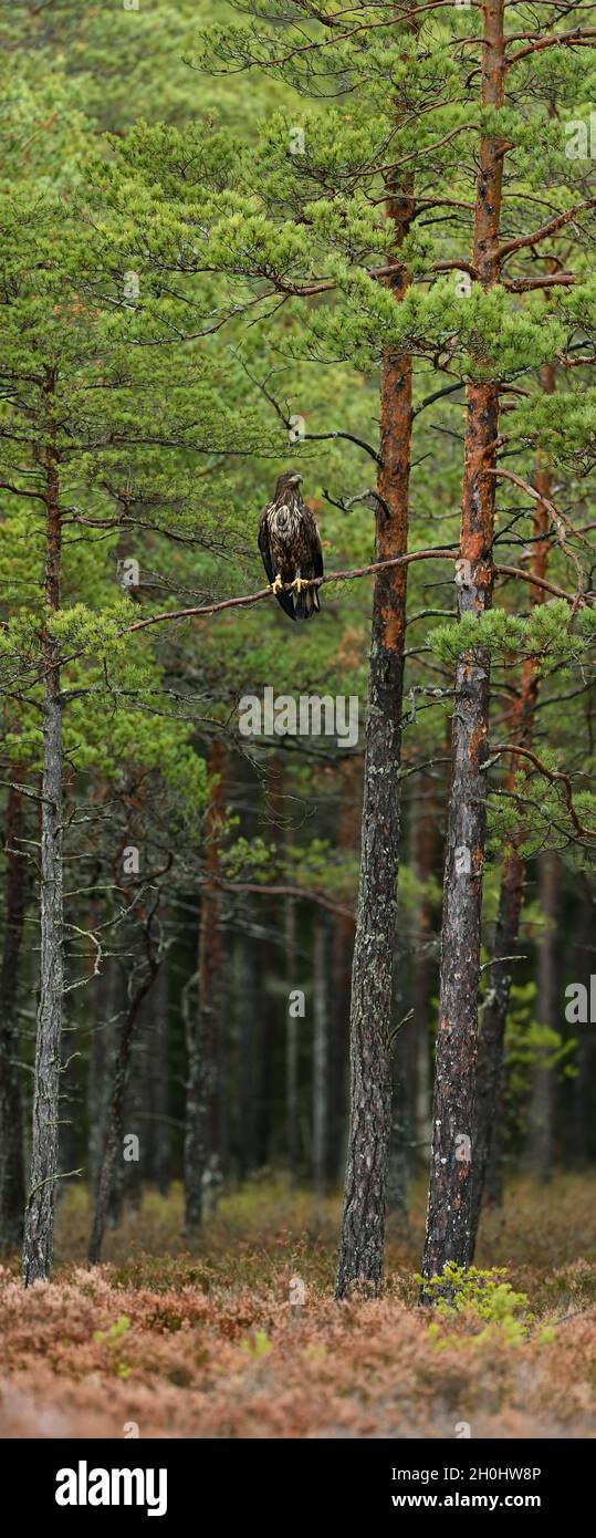 eagle on tree Stock Photo - Alamy