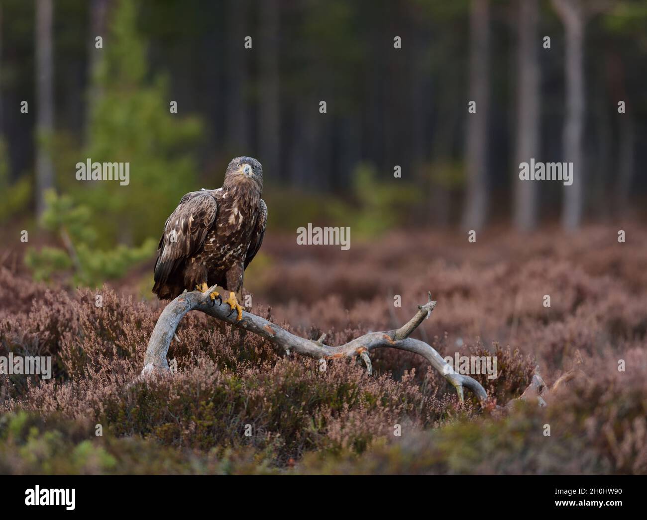 Eagle on the branch hi-res stock photography and images - Alamy
