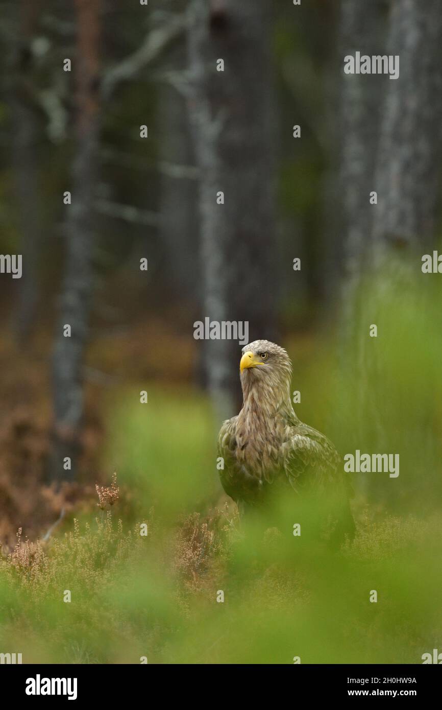 white-tailed eagle with forest background Stock Photo - Alamy