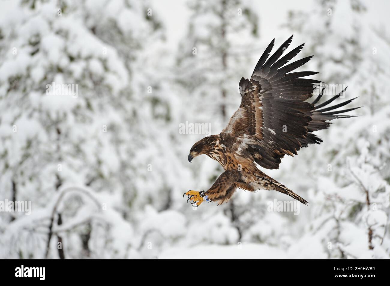 Eagle flying with winter background Stock Photo - Alamy