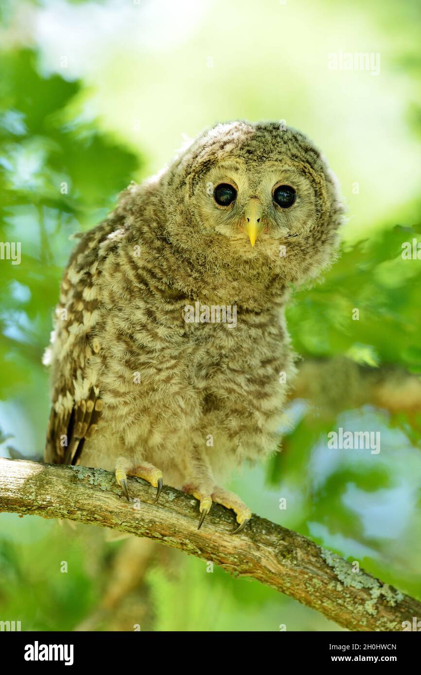 Juvenile ural owl hi-res stock photography and images - Alamy