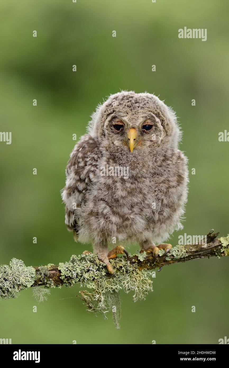 Juvenile ural owl hi-res stock photography and images - Alamy