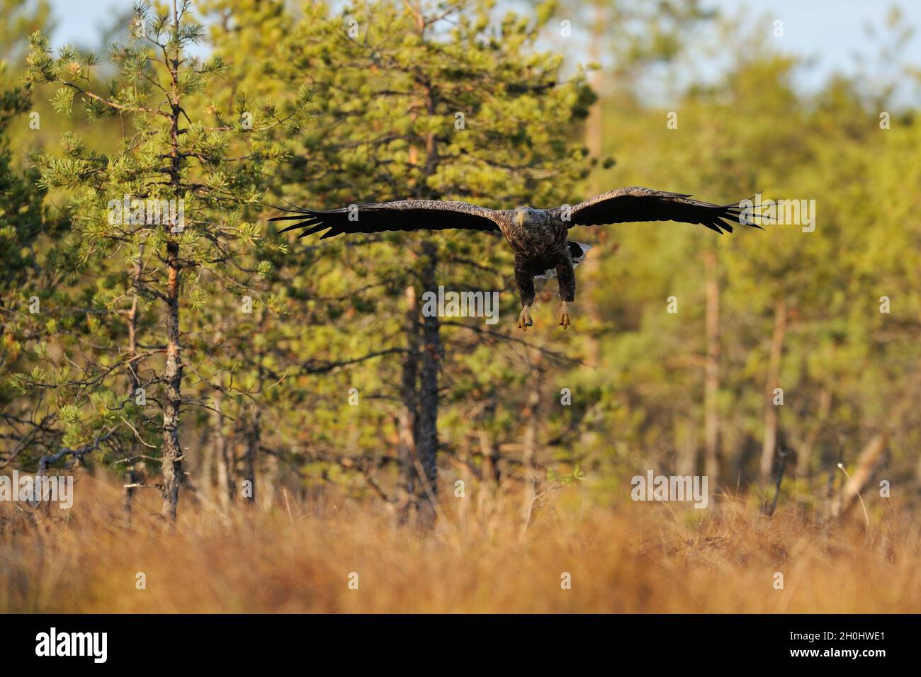 White-tailed eagle flying in bog Stock Photo - Alamy