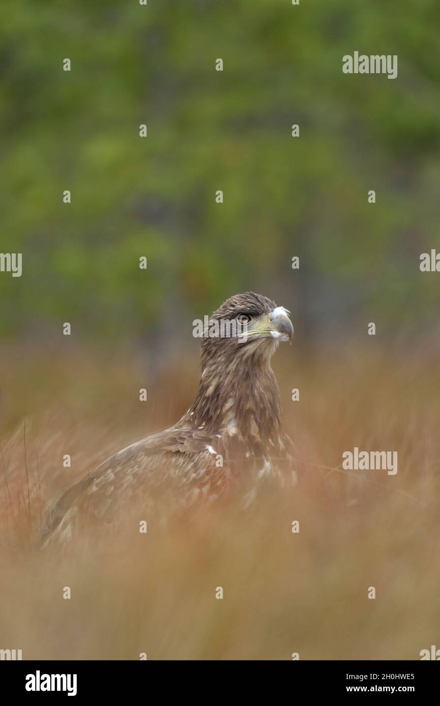 White-tailed eagle at fall Stock Photo - Alamy