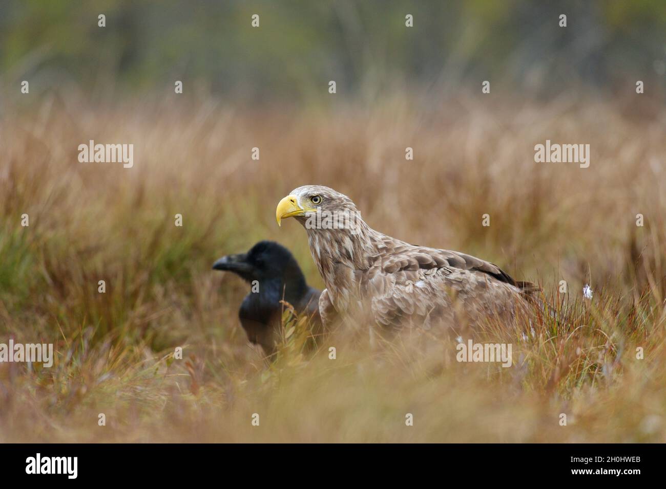 White-tailed eagle and Common Raven in bog Stock Photo - Alamy