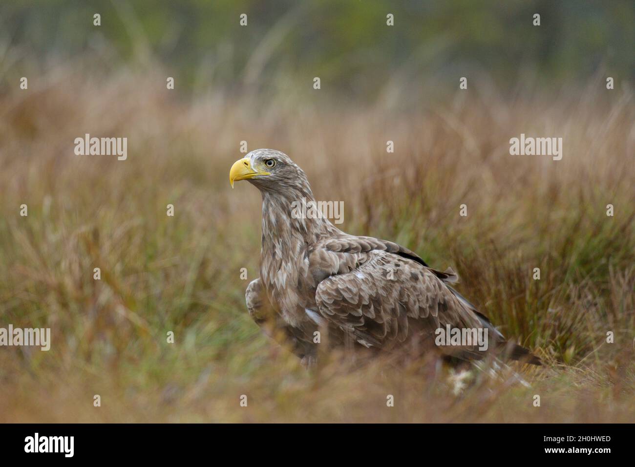 White-tailed eagle in bog Stock Photo - Alamy