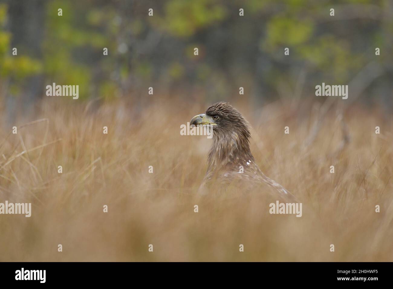 White-tailed eagle in bog Stock Photo - Alamy