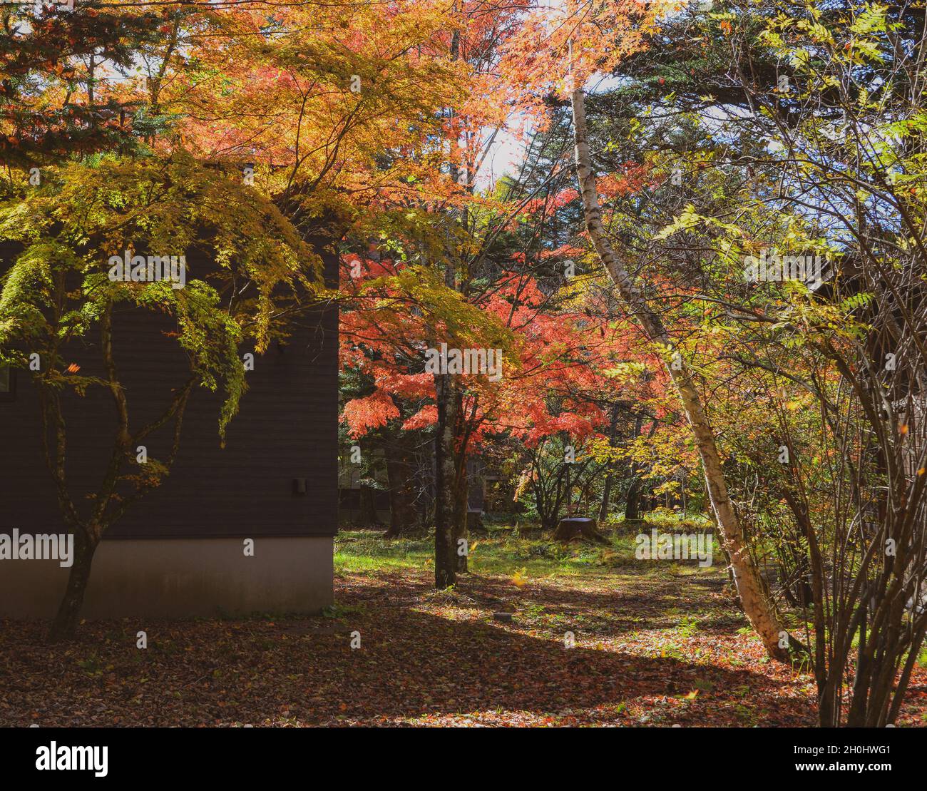 Beautiful countryside autumn scene in Karuizawa, Japan. Karuizawa is an ...