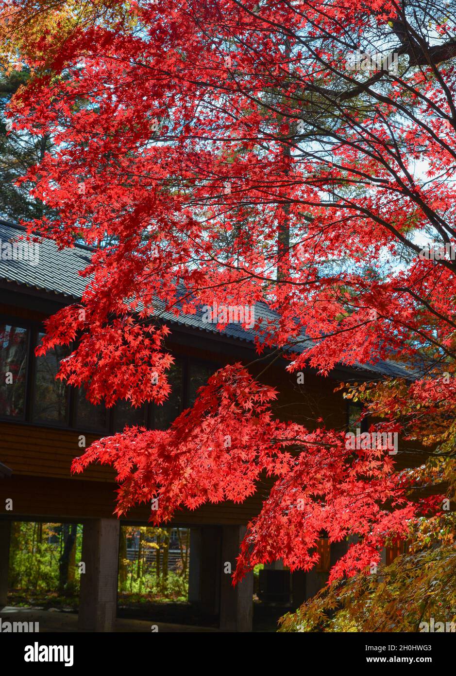 Beautiful countryside autumn scene in Karuizawa, Japan. Karuizawa is an ...