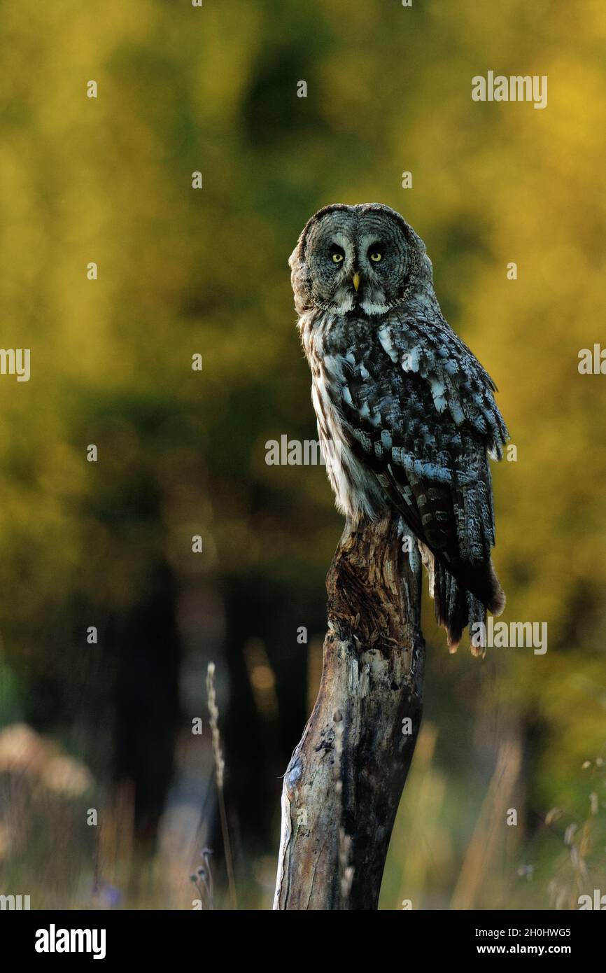 Owl conservation hi-res stock photography and images - Alamy