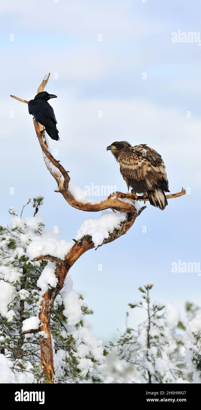 White-tailed eagle and Crow on tree Stock Photo - Alamy