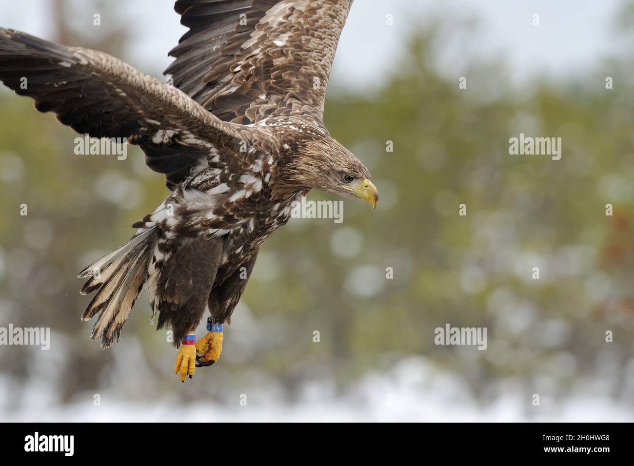 Flying white tailed sea eagle hi-res stock photography and images - Alamy