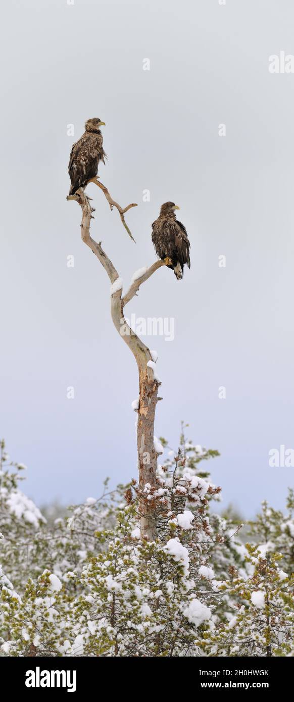 Two eagles on tree hi-res stock photography and images - Alamy