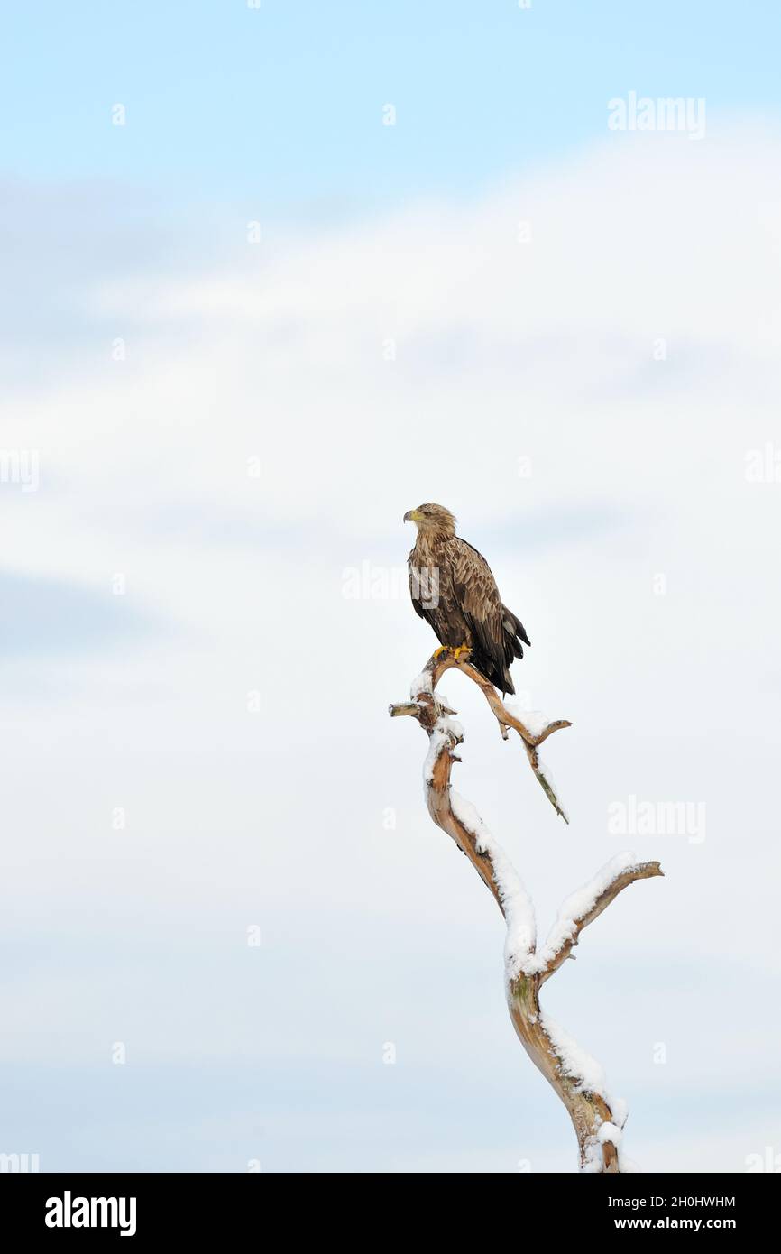 White tailed eagle sea sitting hi-res stock photography and images - Alamy