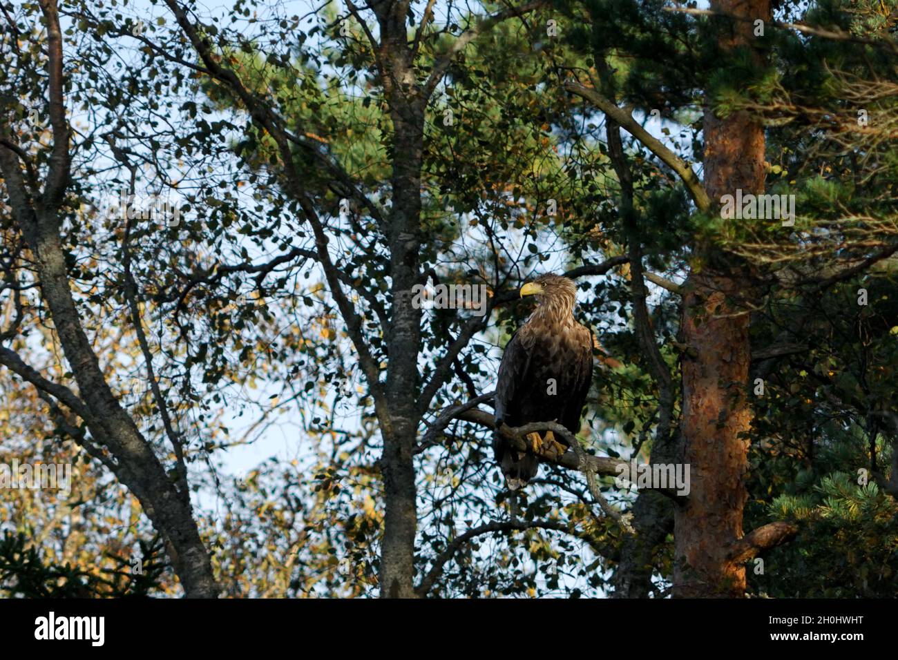 White-tailed eagle on the tree Stock Photo - Alamy
