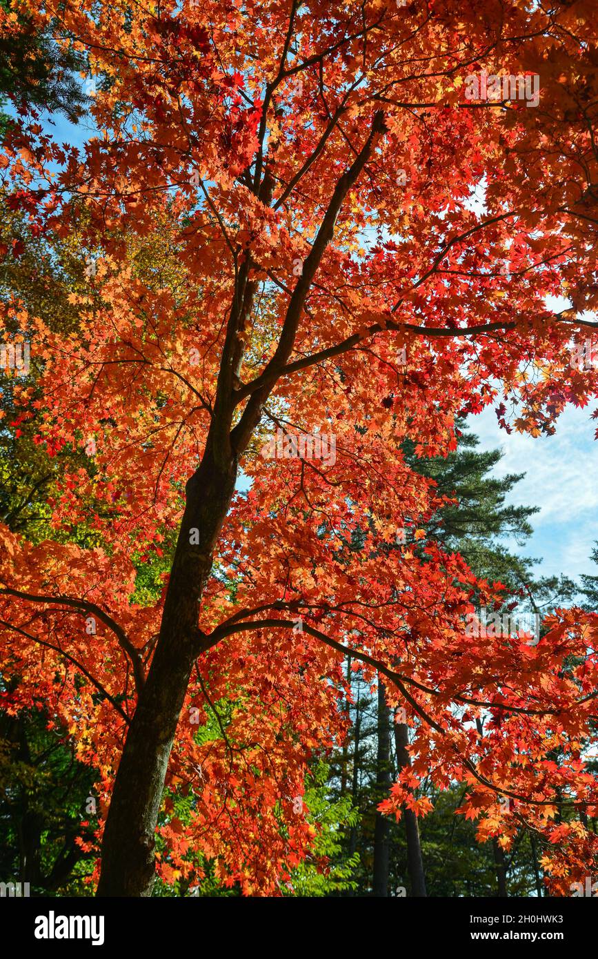 Beautiful countryside autumn scene in Karuizawa, Japan. Karuizawa is an ...