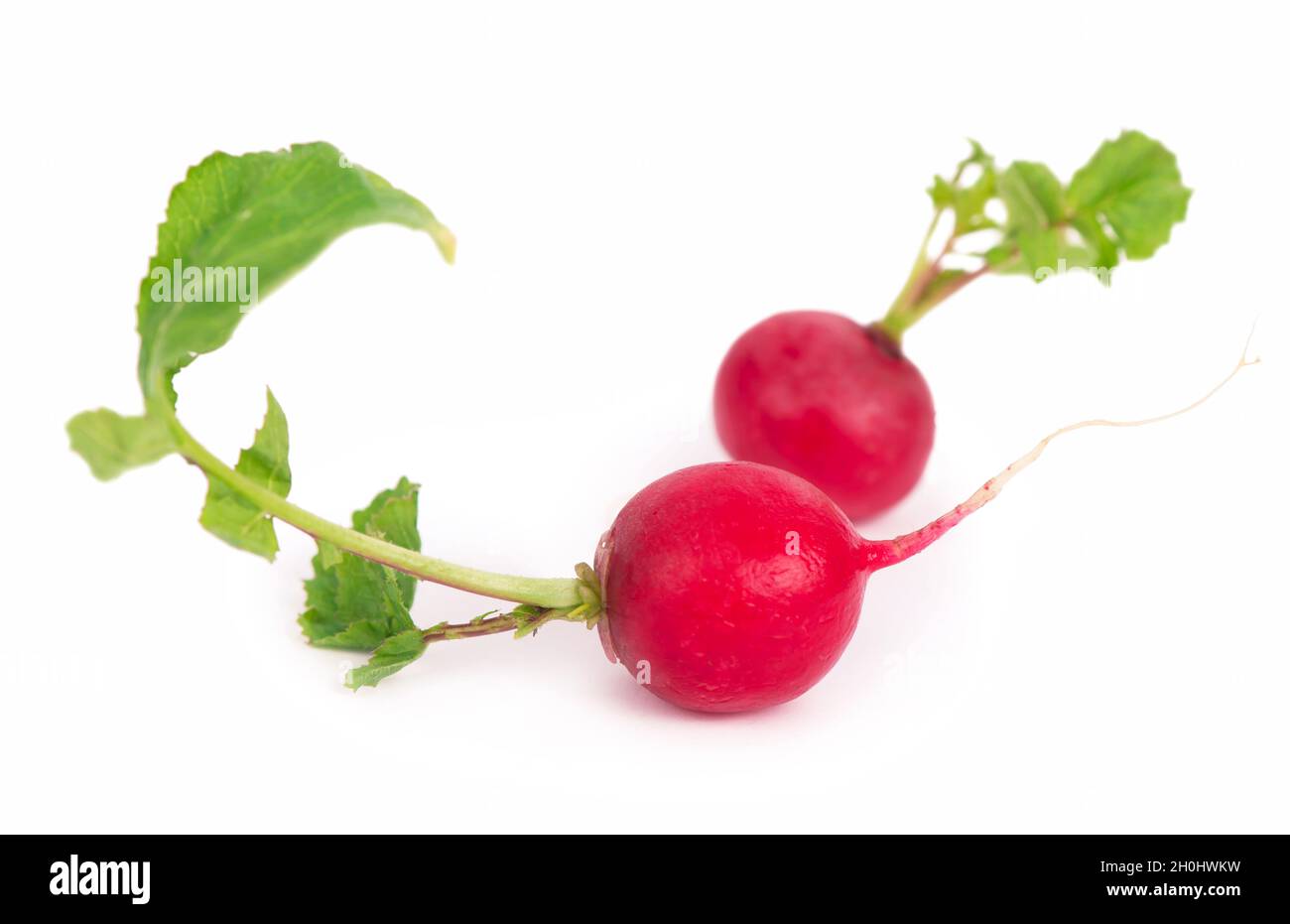 Radis isolated on white background. Fresh radish root bundle, pile of ...