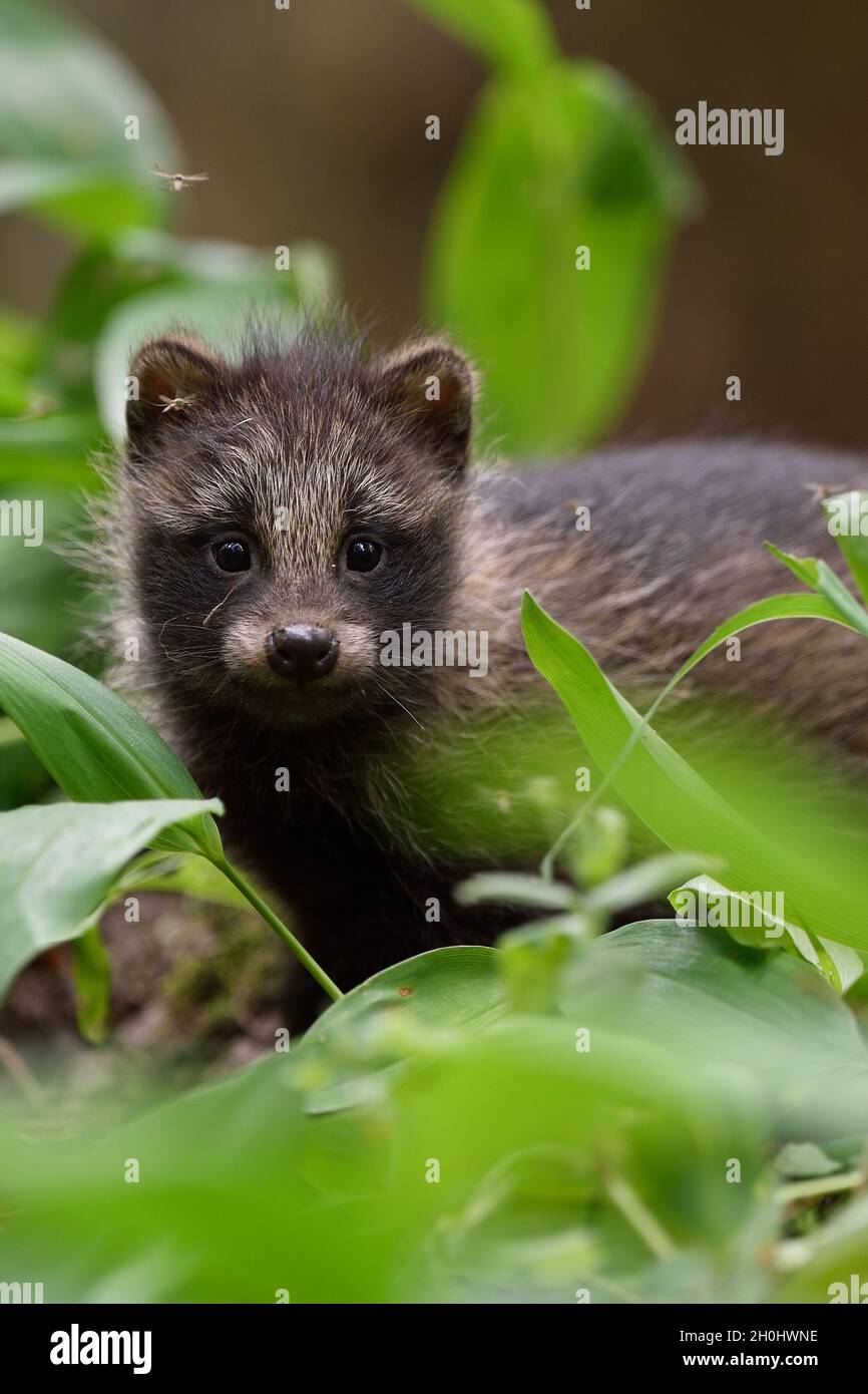 Raccoon dog pup in forest. Baby raccoon dog. Young animal. Baby animal ...