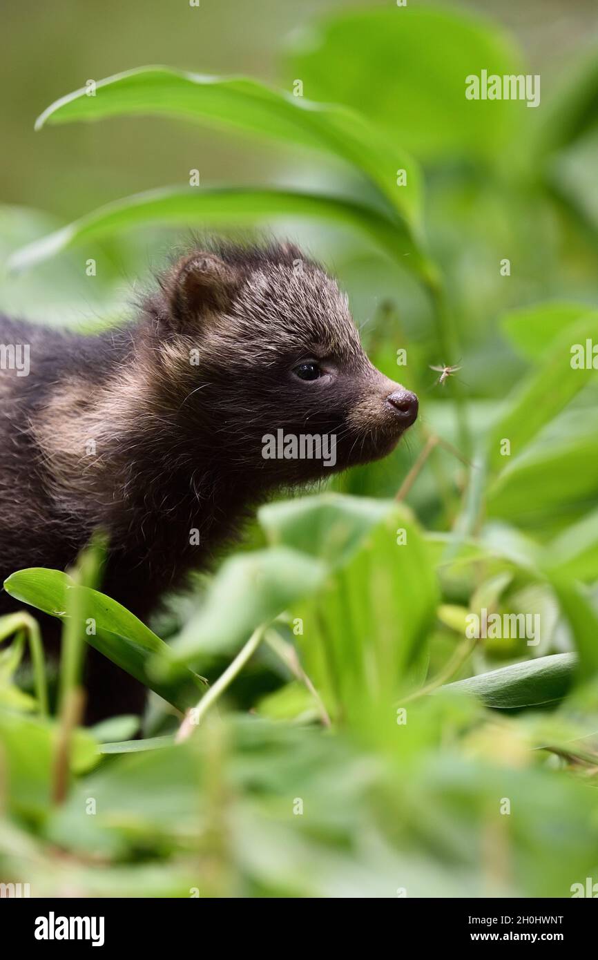 Baby Raccoon Dog