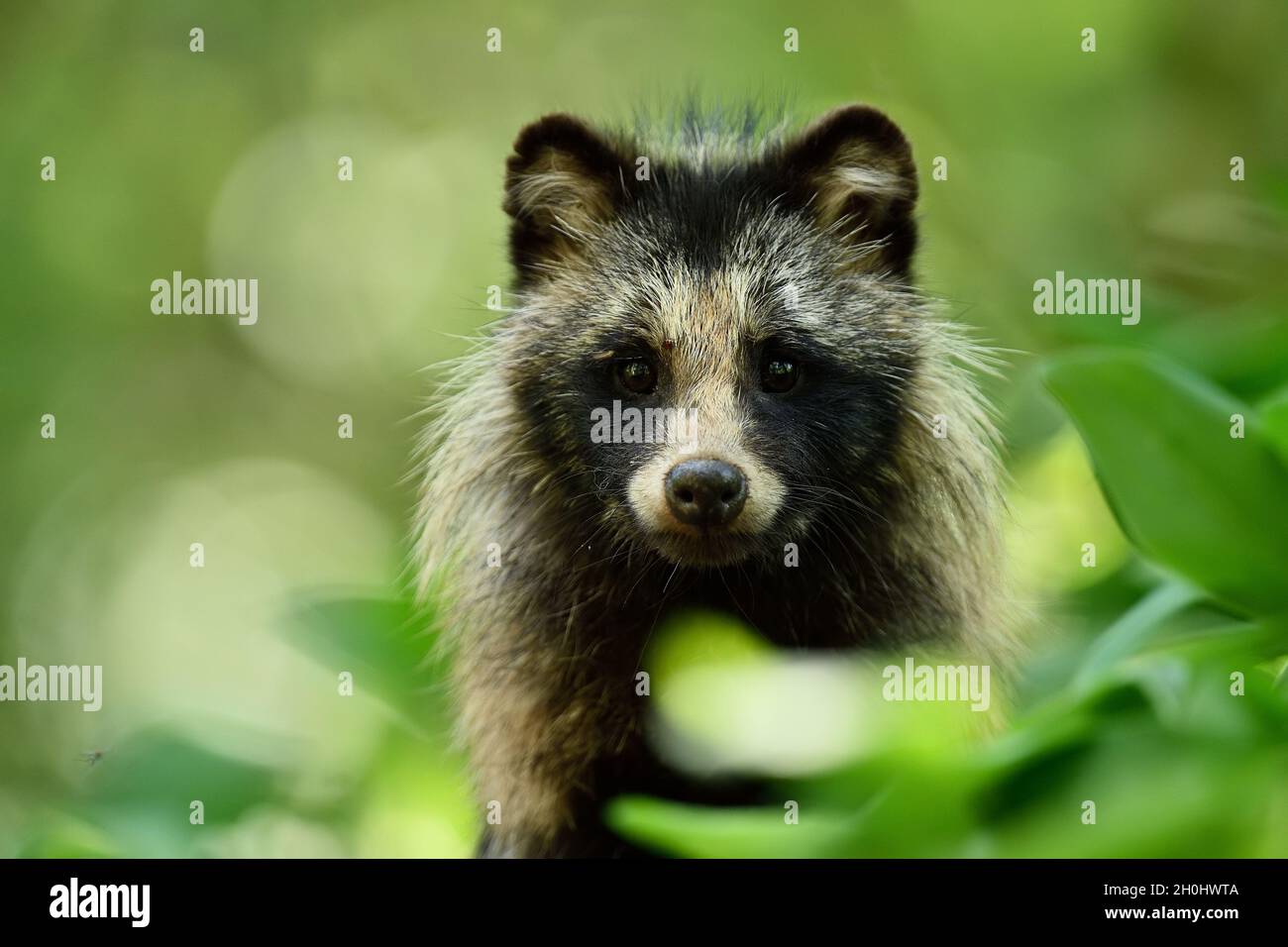 Raccoon dog portrait. Wild animal. Forest wildlife Stock Photo - Alamy