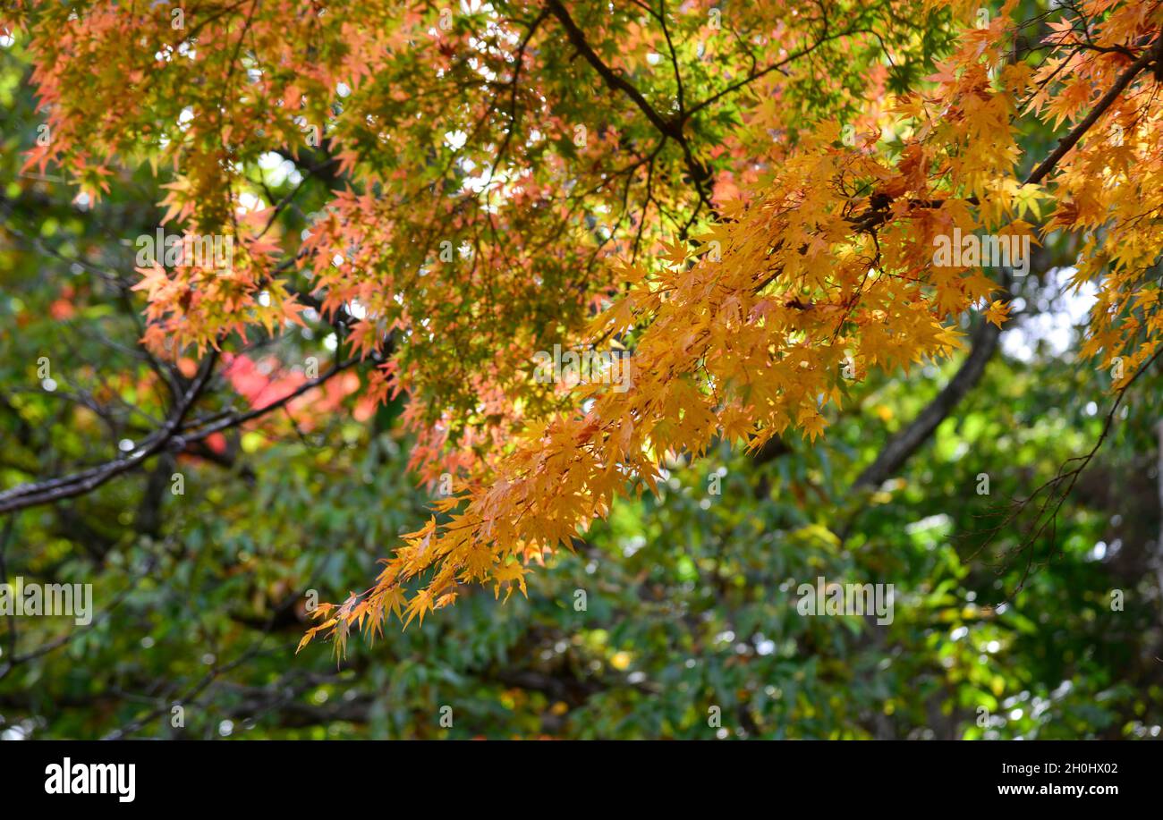 Beautiful countryside autumn scene in Karuizawa, Japan. Karuizawa is an ...