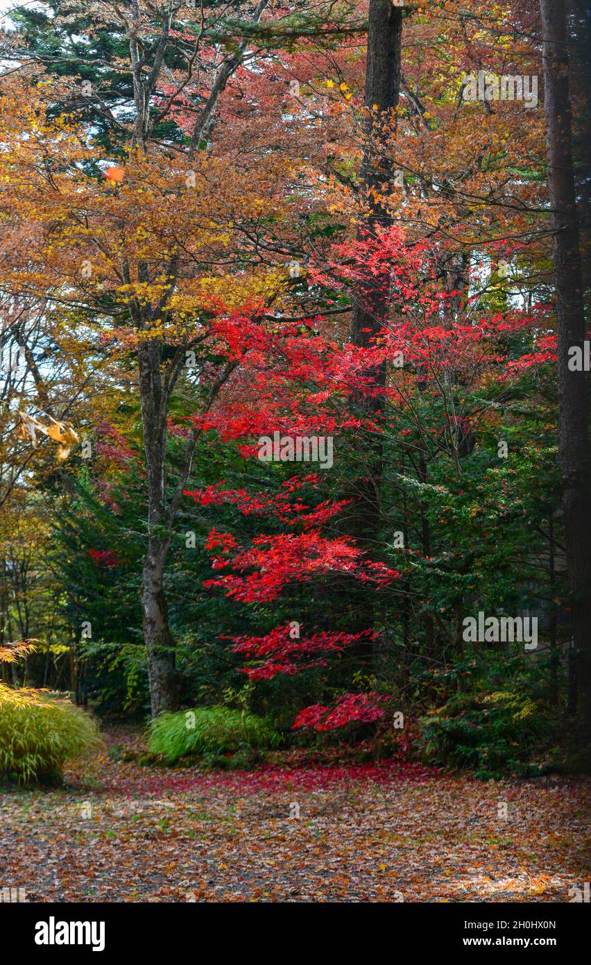 Mount asama karuizawa hi-res stock photography and images - Alamy