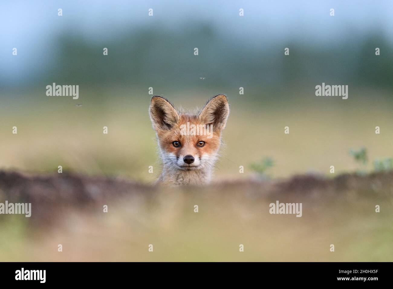Red fox kit. Red fox puppy. Juvenile red fox Stock Photo - Alamy