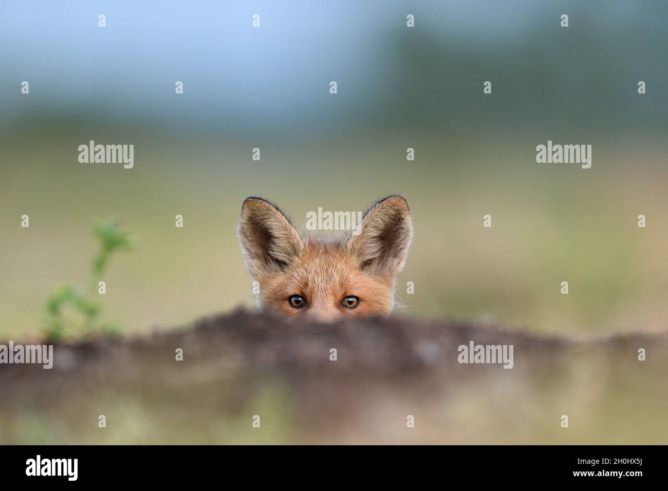 Red fox kit. Red fox puppy. Juvenile red fox. Red fox pup. Little fox ...