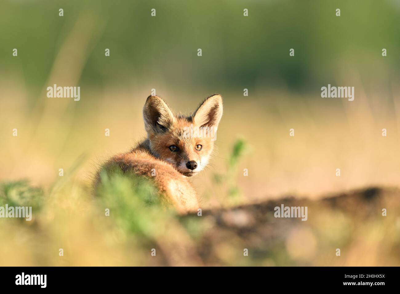 Vulpes vulpes red fox home hi-res stock photography and images - Alamy