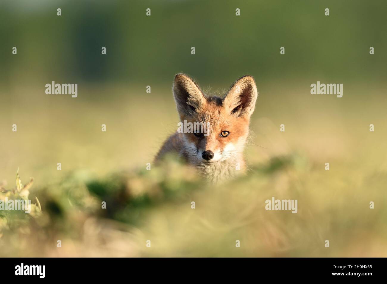 red fox kit in summer. red fox puppy in summer. red fox baby in summer ...