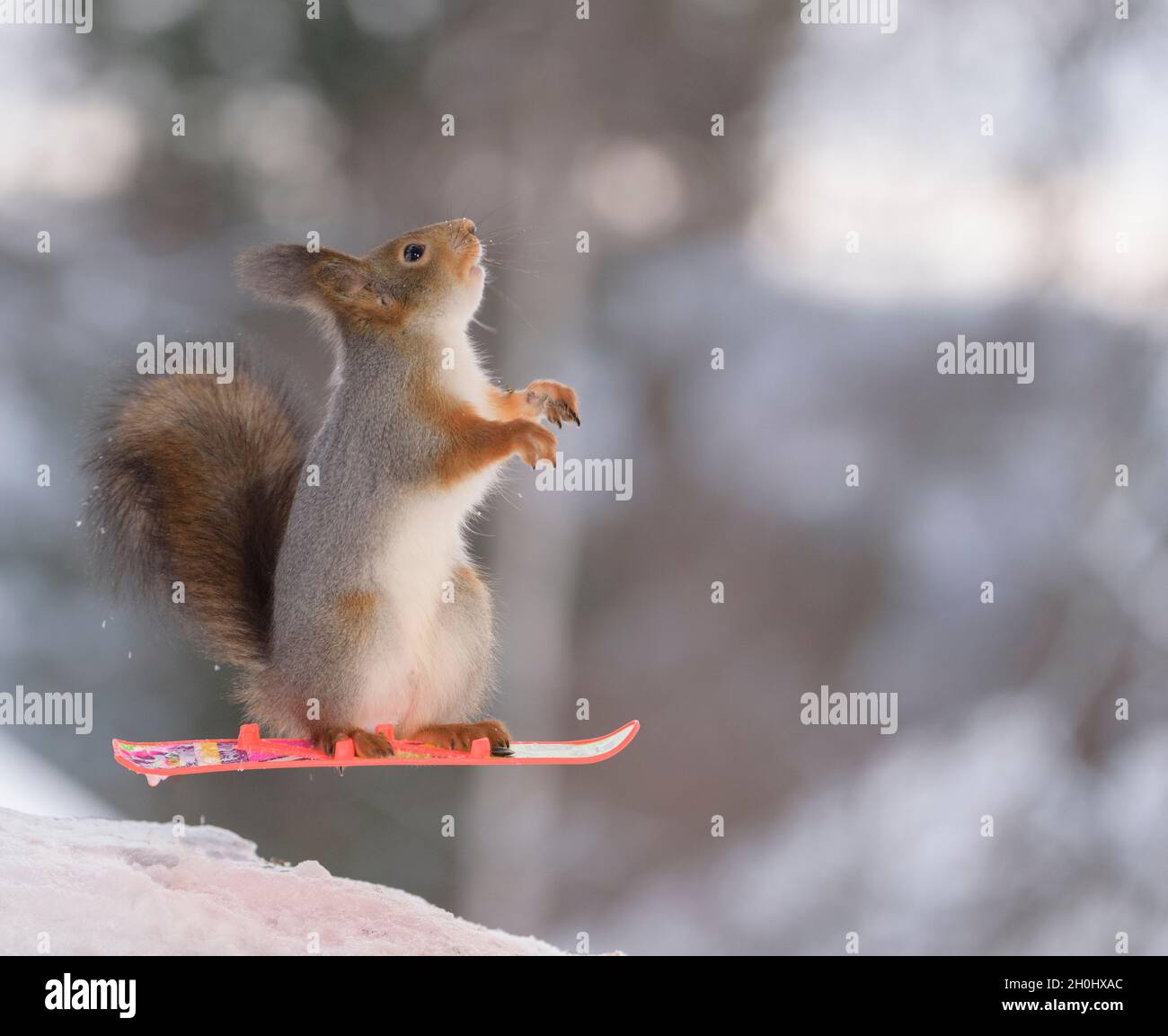 Snowboarding Squirrel