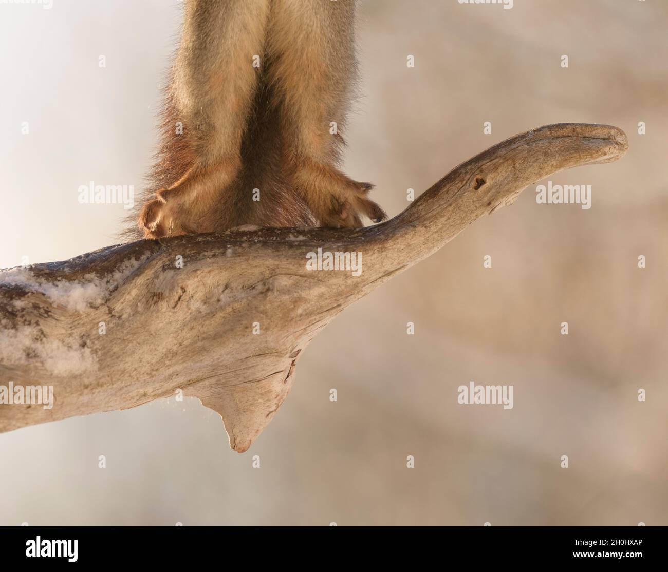 Rodent feet hi-res stock photography and images - Alamy