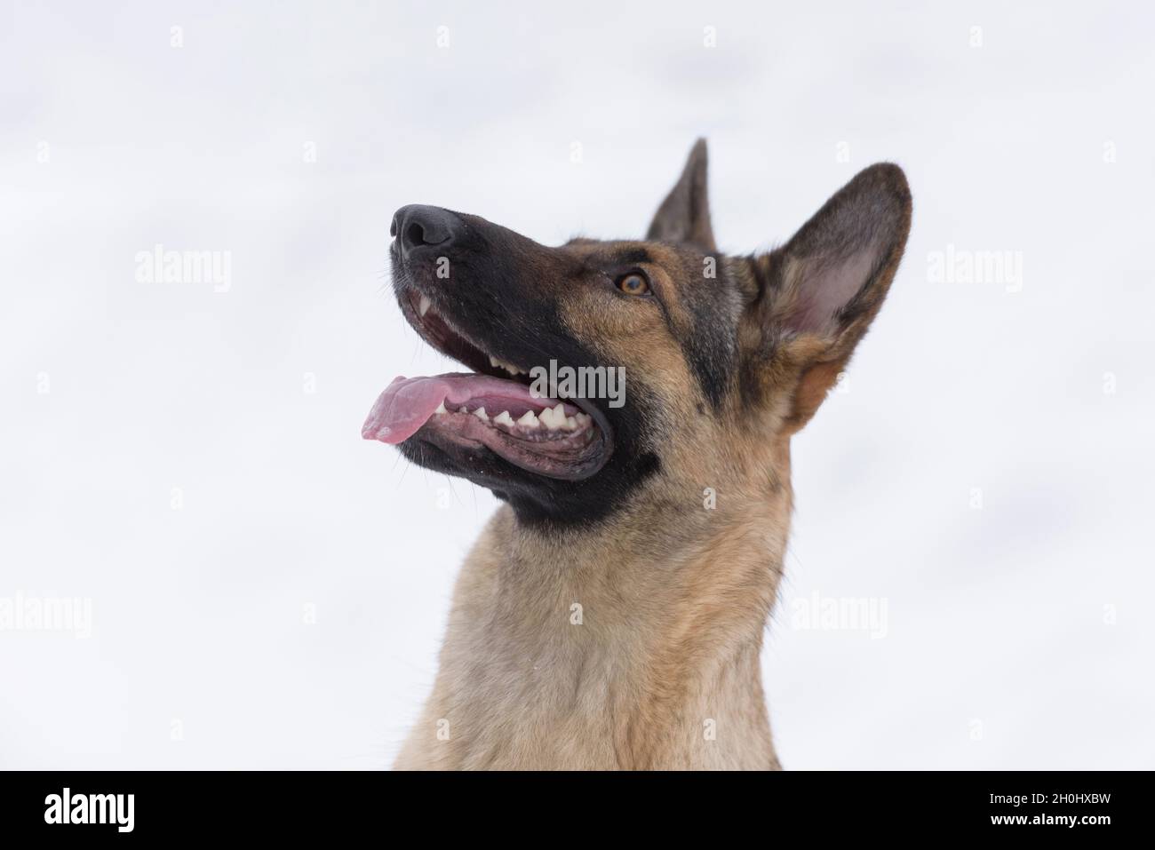 Swedish shepherd hi-res stock photography and images - Alamy