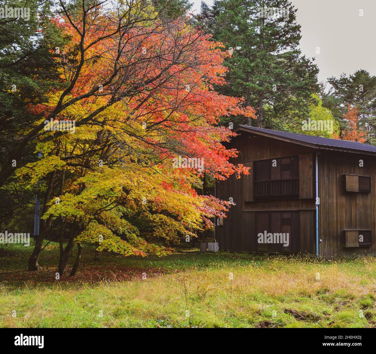 Beautiful countryside autumn scene in Karuizawa, Japan. Karuizawa is an ...